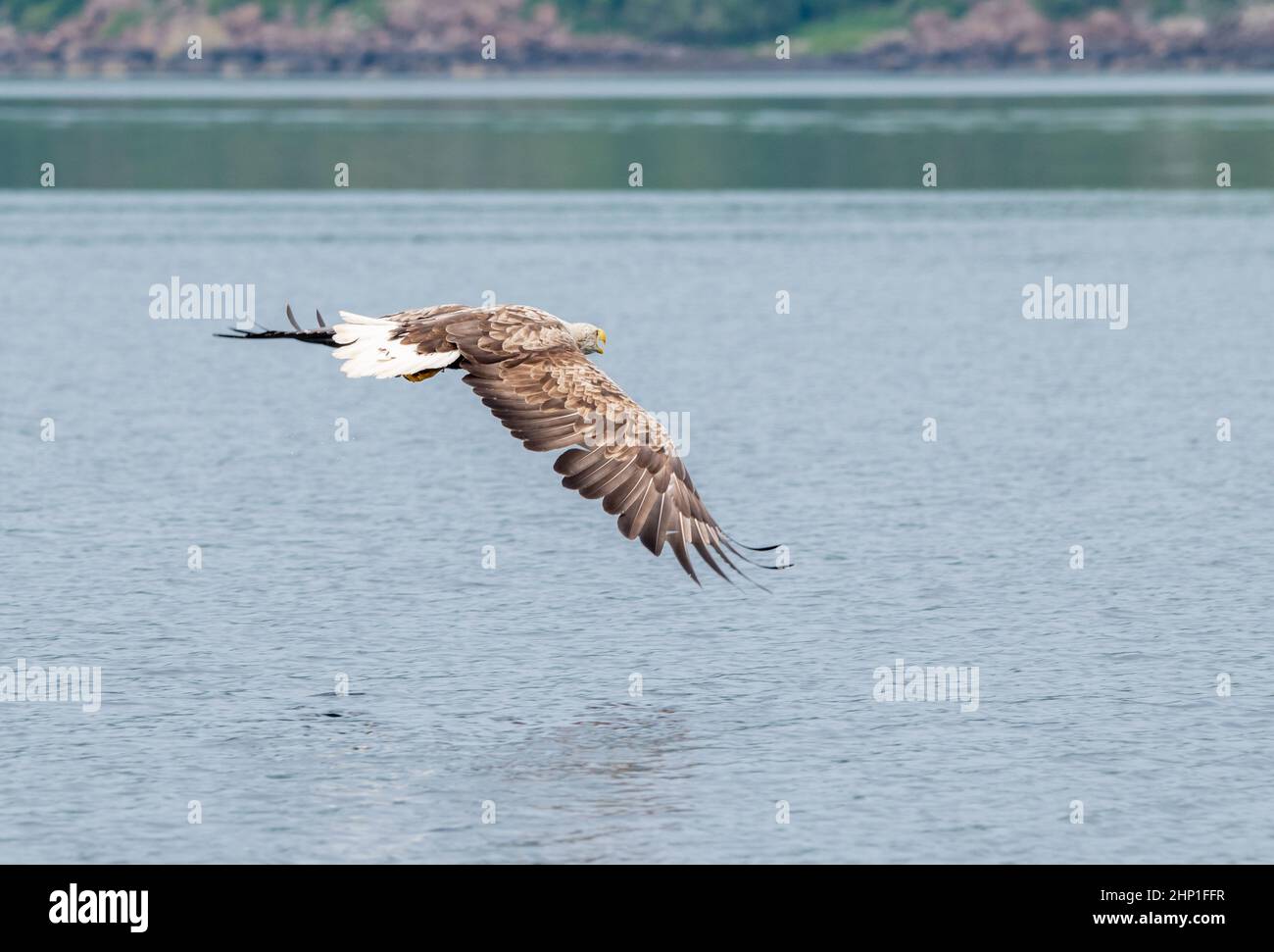 White-Tailed Sea Eagle in Flight on the Isle of Mull Stock Photo - Alamy
