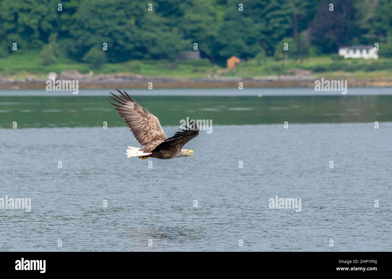 White-Tailed Sea Eagle in Flight on the Isle of Mull Stock Photo - Alamy
