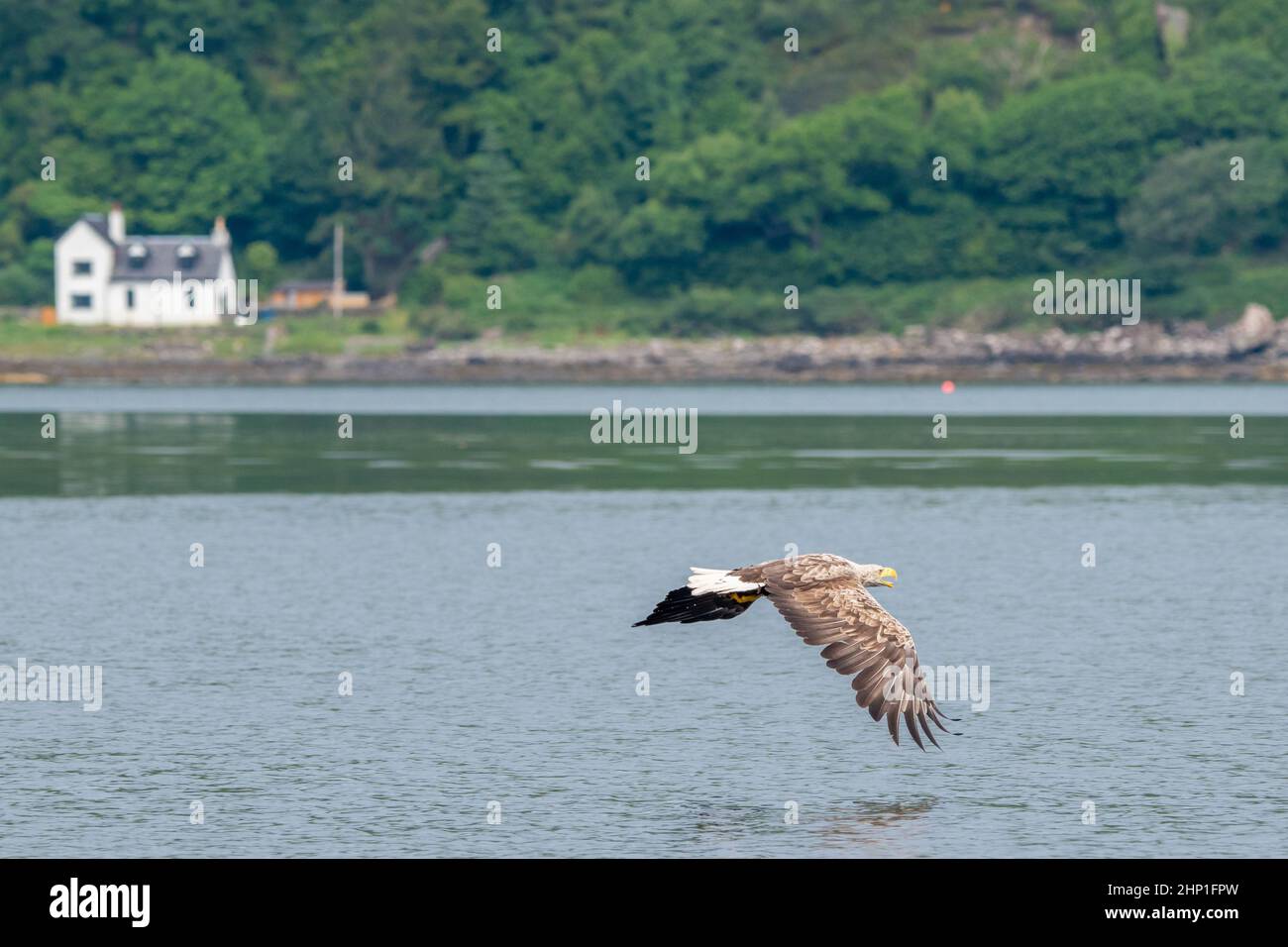 White-Tailed Sea Eagle in Flight on the Isle of Mull Stock Photo - Alamy