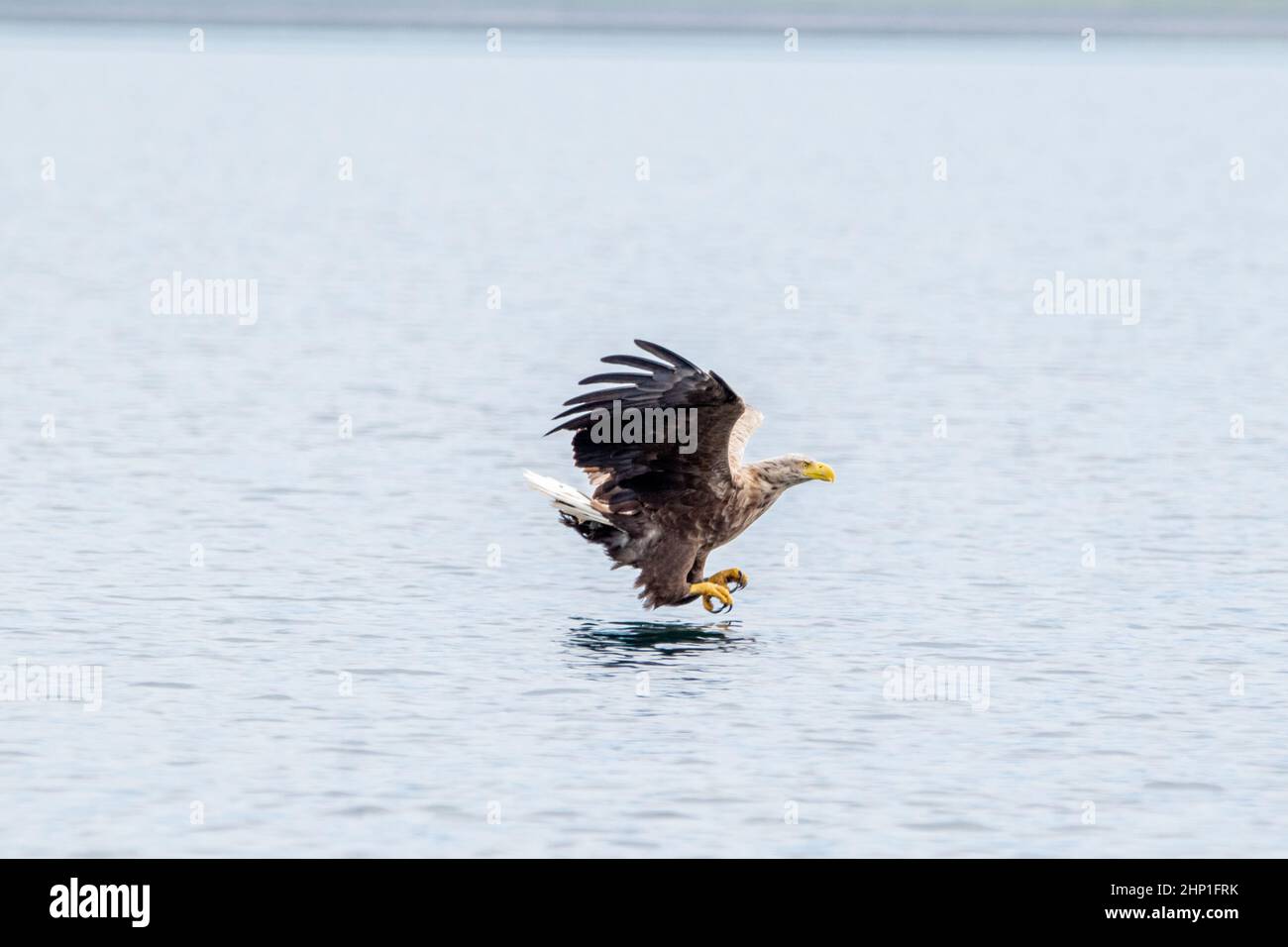 White-Tailed Sea Eagle in Flight on the Isle of Mull Stock Photo - Alamy