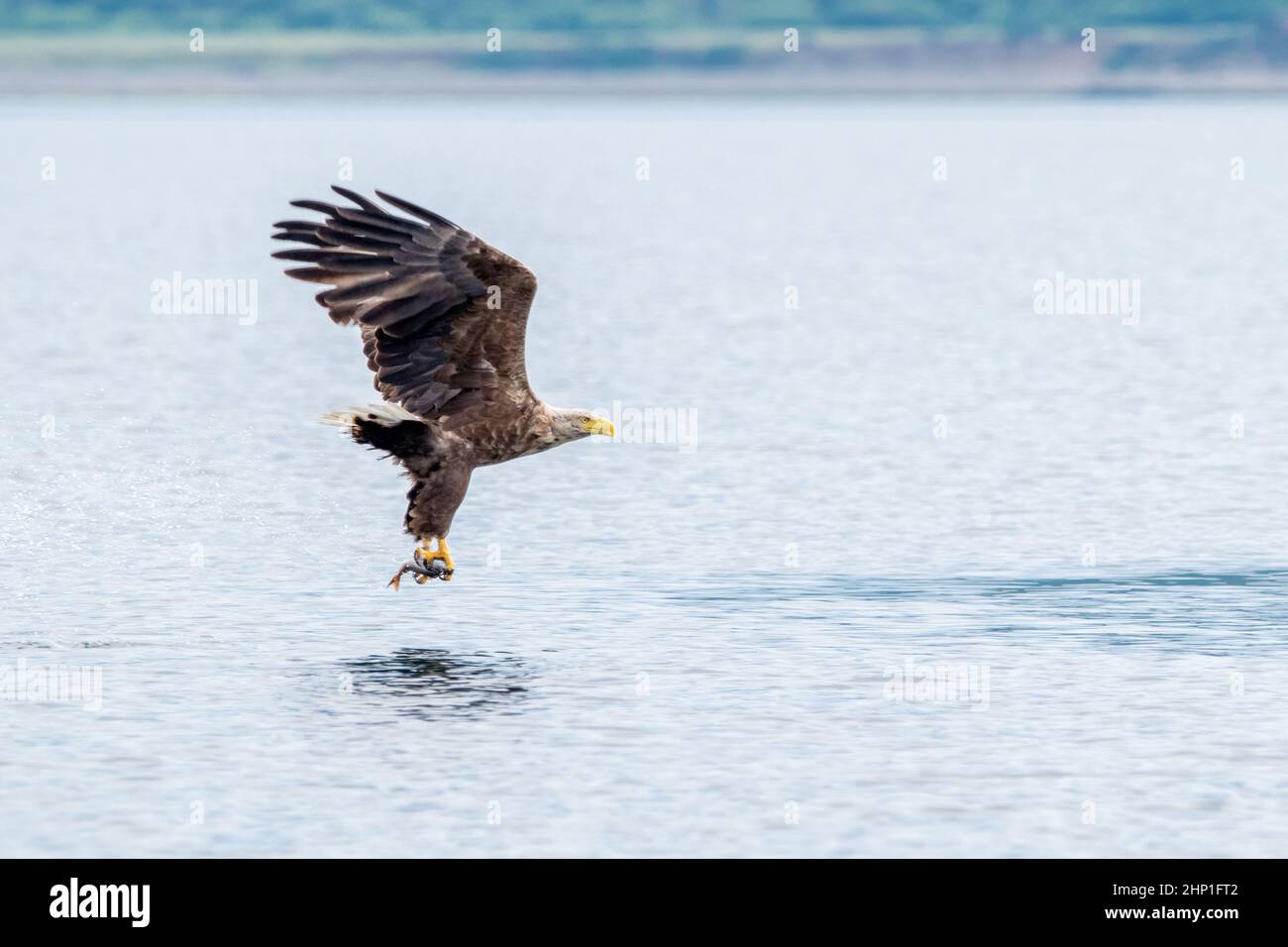 White-Tailed Sea Eagle in Flight on the Isle of Mull Stock Photo - Alamy