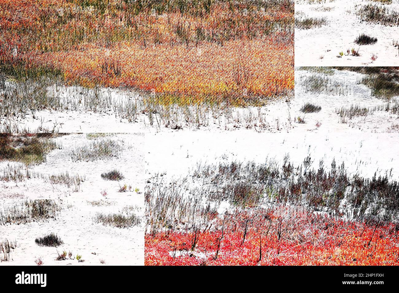beautiful salt meadow collage Stock Photo - Alamy