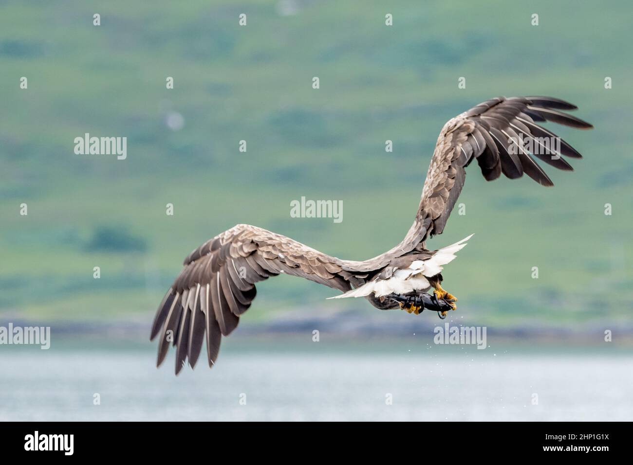 White-Tailed Sea Eagle in Flight on the Isle of Mull Stock Photo - Alamy