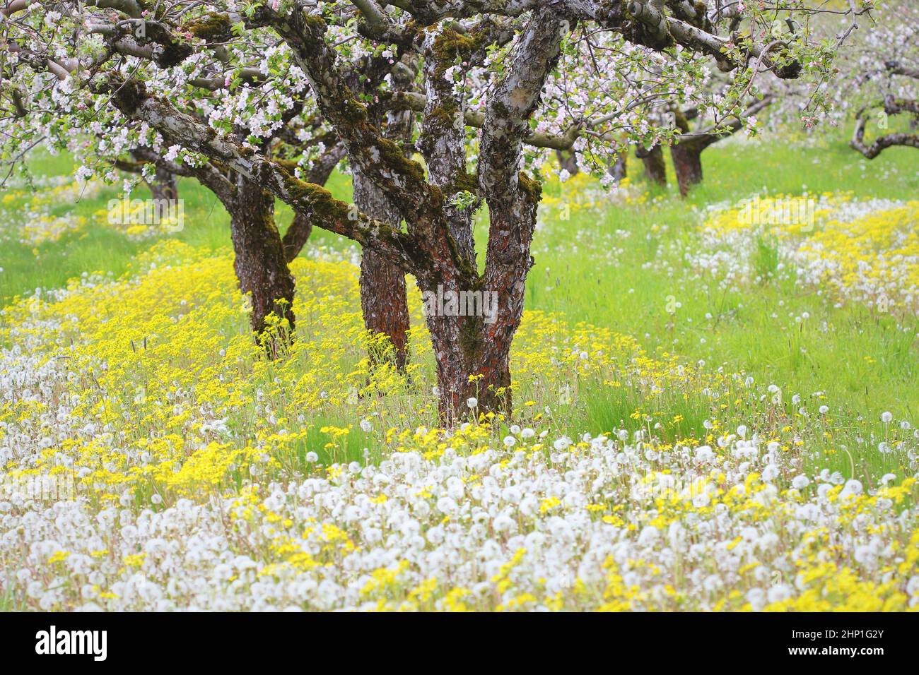 Spring blossom background. Beautiful nature scene with blooming tree of ...