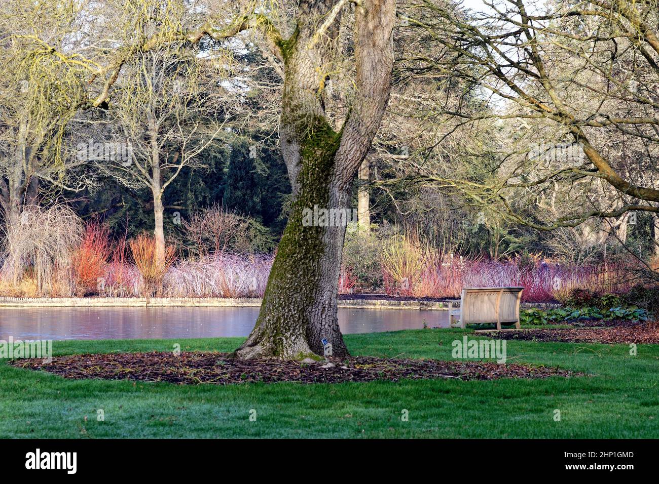 Winter display of the colourful stems of dogwood, Cornus by the ...