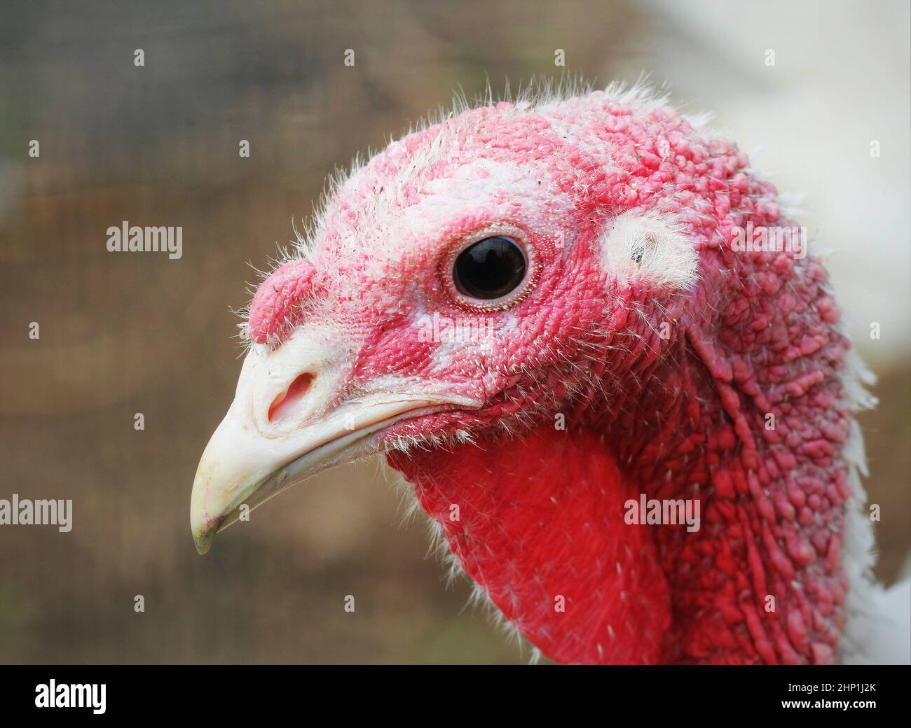 White Turkey Outdoors Stock Photo - Alamy