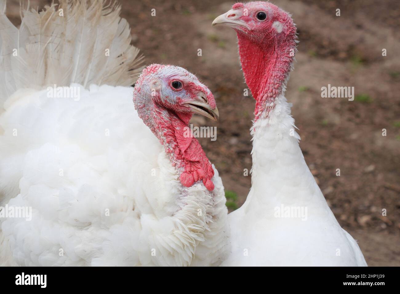 White Turkey Outdoors Stock Photo - Alamy