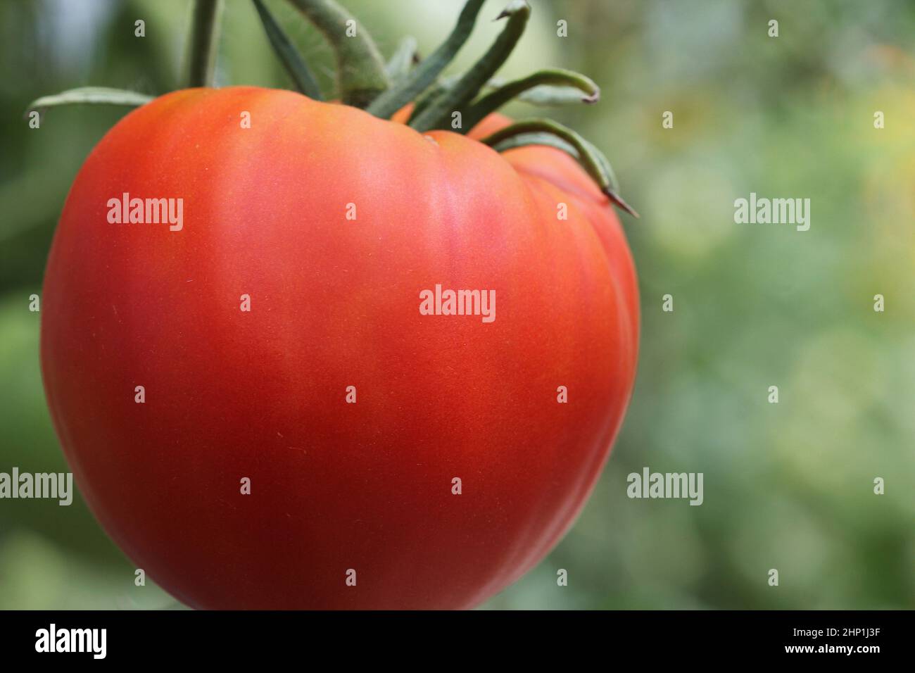 Big red tomatoes growing in a greenhouse ready to pick Stock Photo - Alamy