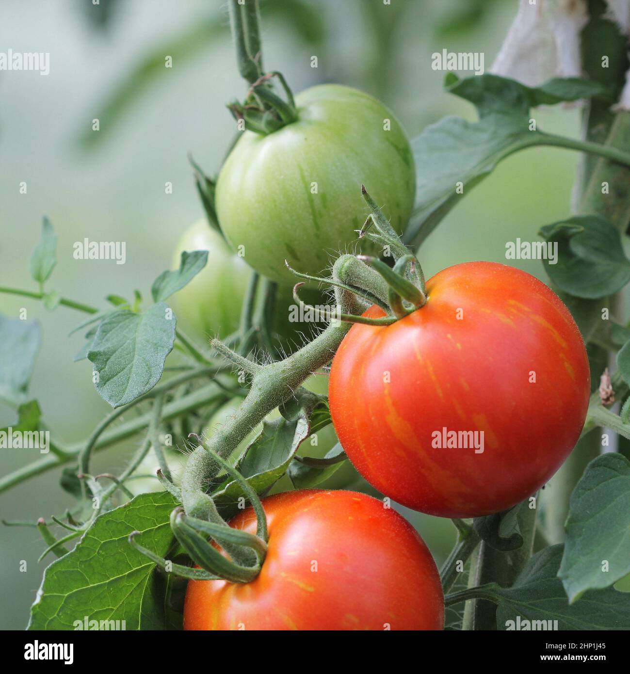 Big red tomatoes growing in a greenhouse ready to pick Stock Photo - Alamy