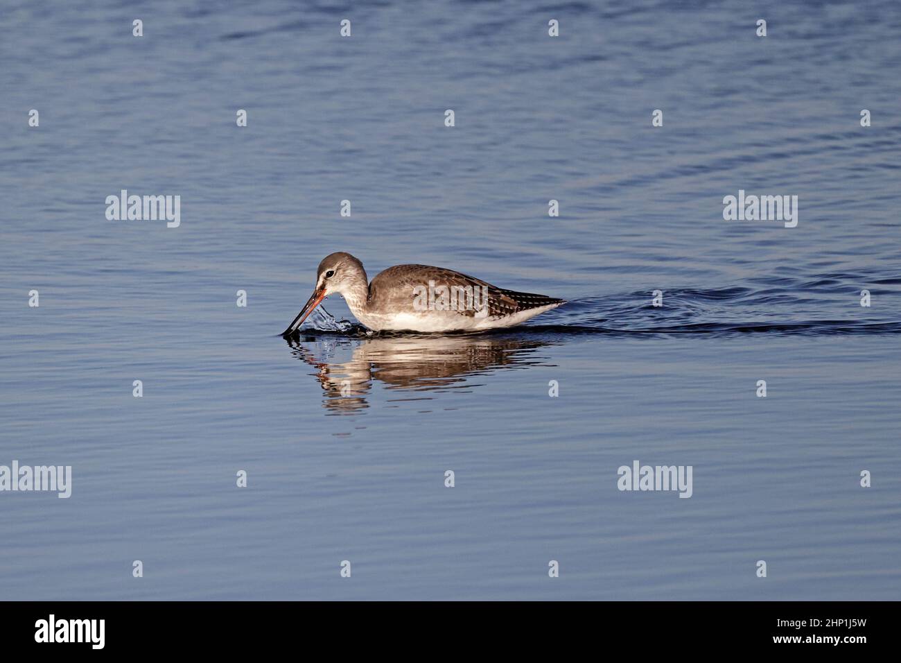 Redshank winter plumage hi-res stock photography and images - Alamy