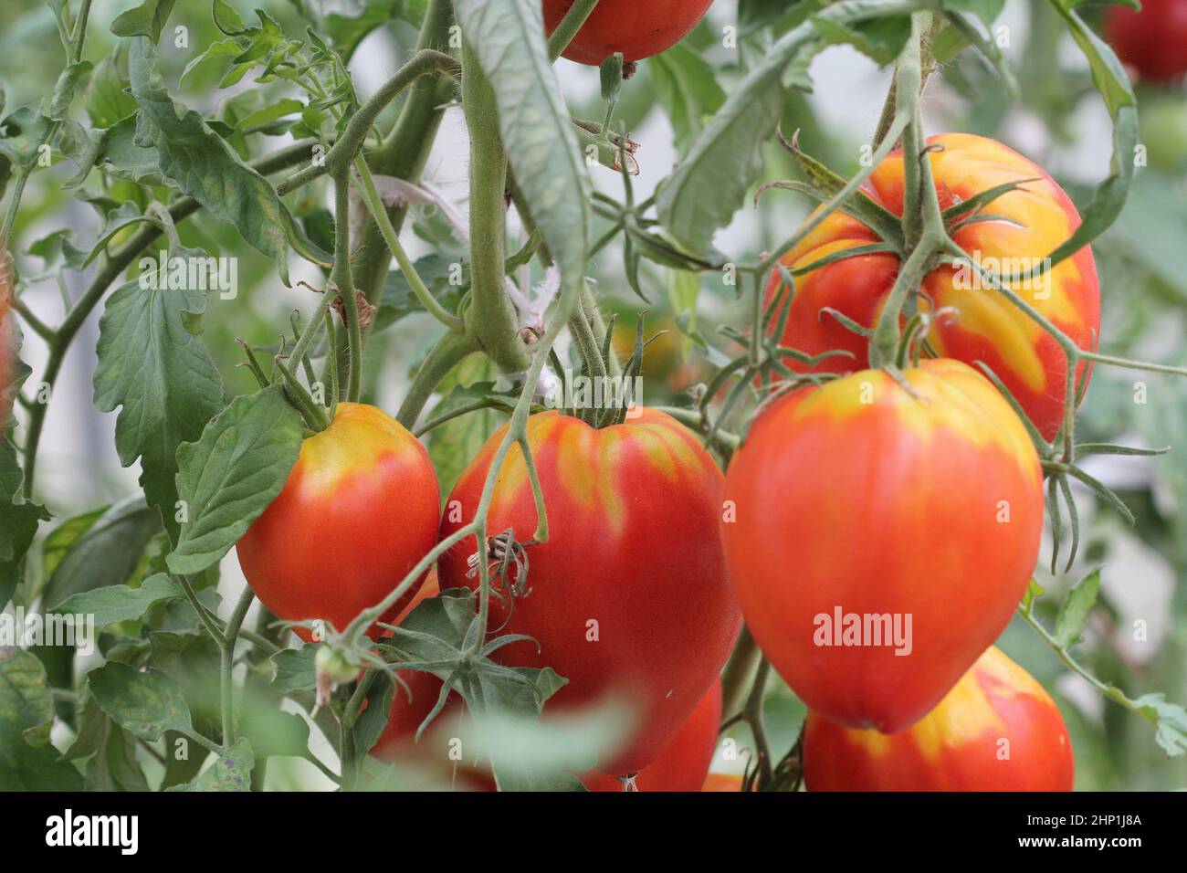 Big red tomatoes growing in a greenhouse ready to pick Stock Photo - Alamy