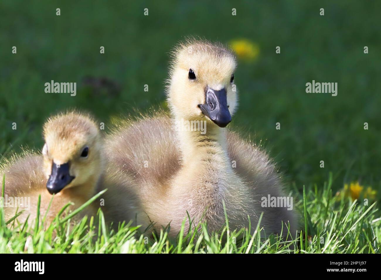 Crackling goose hi-res stock photography and images - Alamy