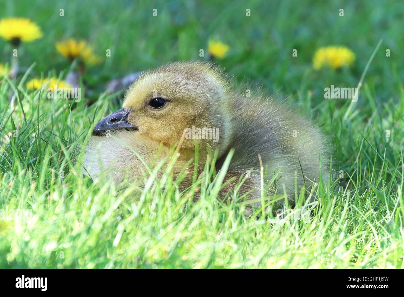 Crackling goose hi-res stock photography and images - Alamy