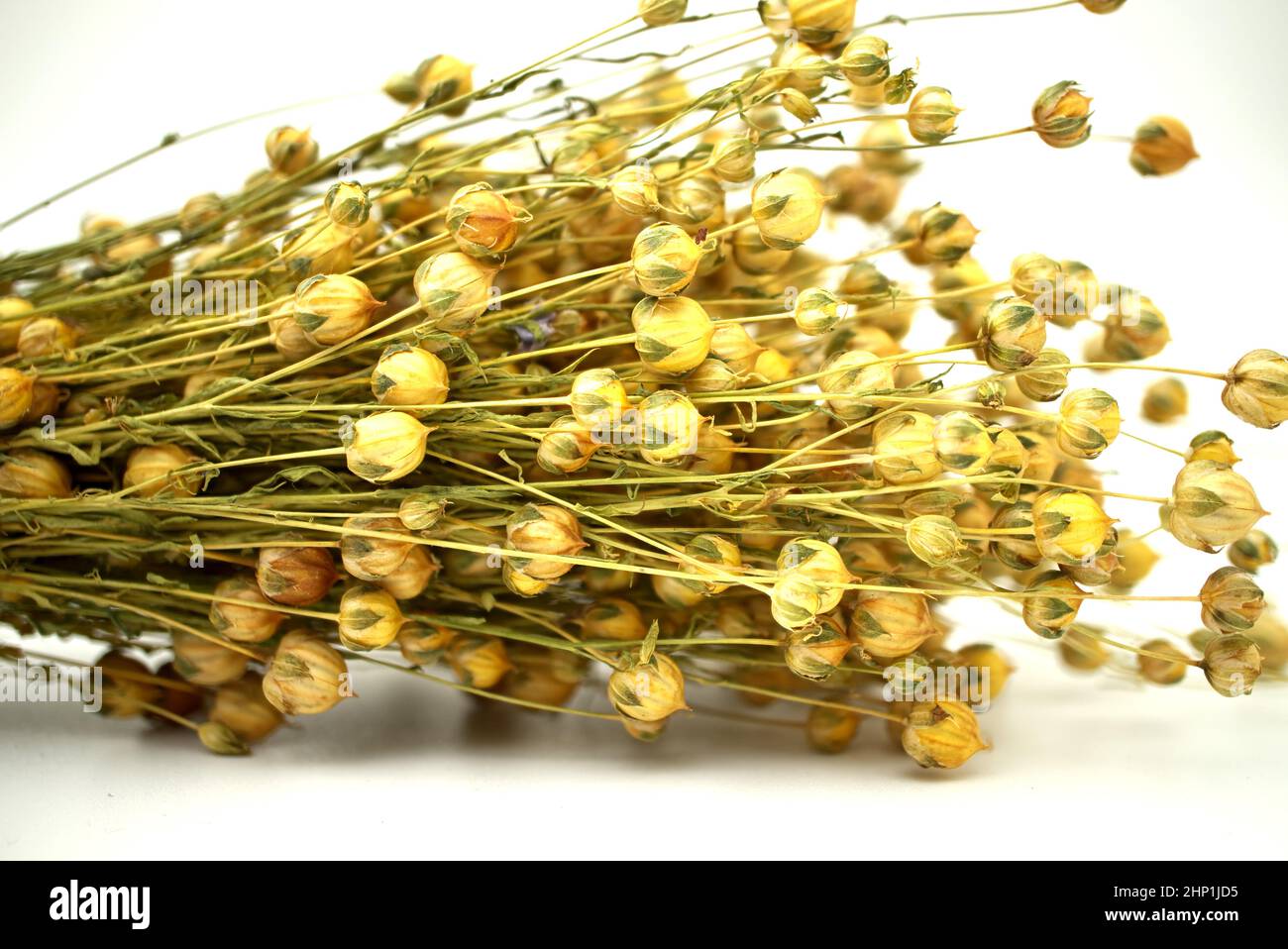Bunch of dry flax plant, also known as Linseed, Flaxseed and Common ...