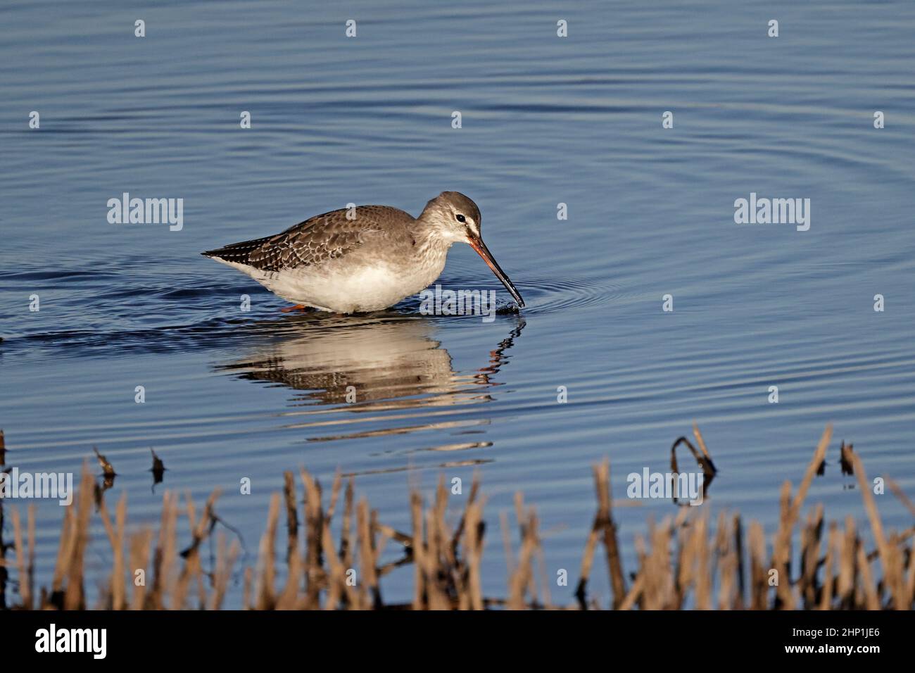 Spotted redshank winter hi-res stock photography and images - Alamy