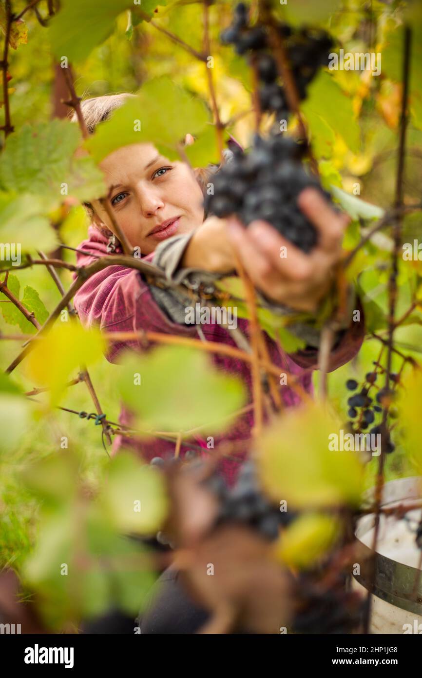 Woman hands picking grapes vineyard hi-res stock photography and images - Alamy