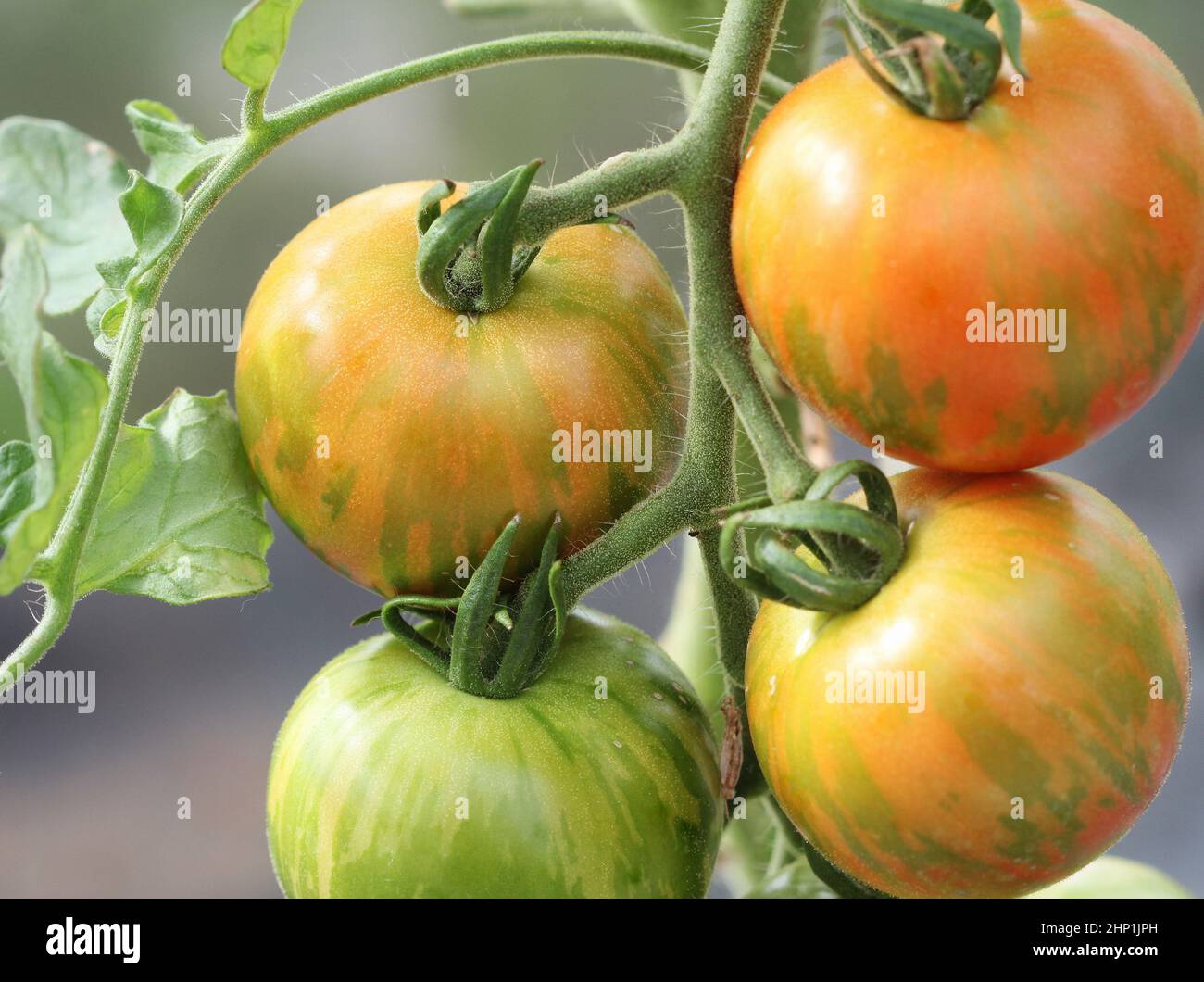 Tiger eating tree hi-res stock photography and images - Alamy