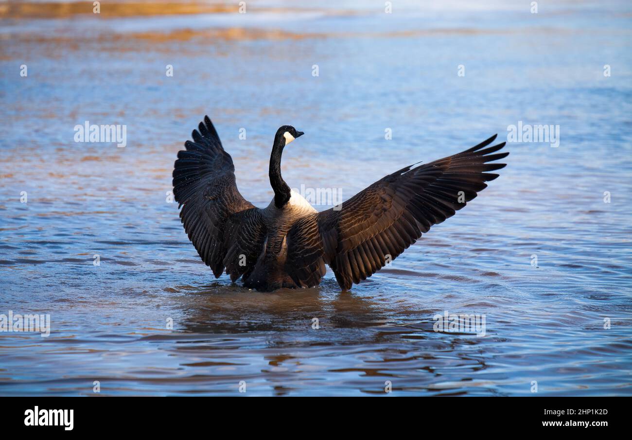 Canada goose stretching wings hi-res stock photography and images - Alamy