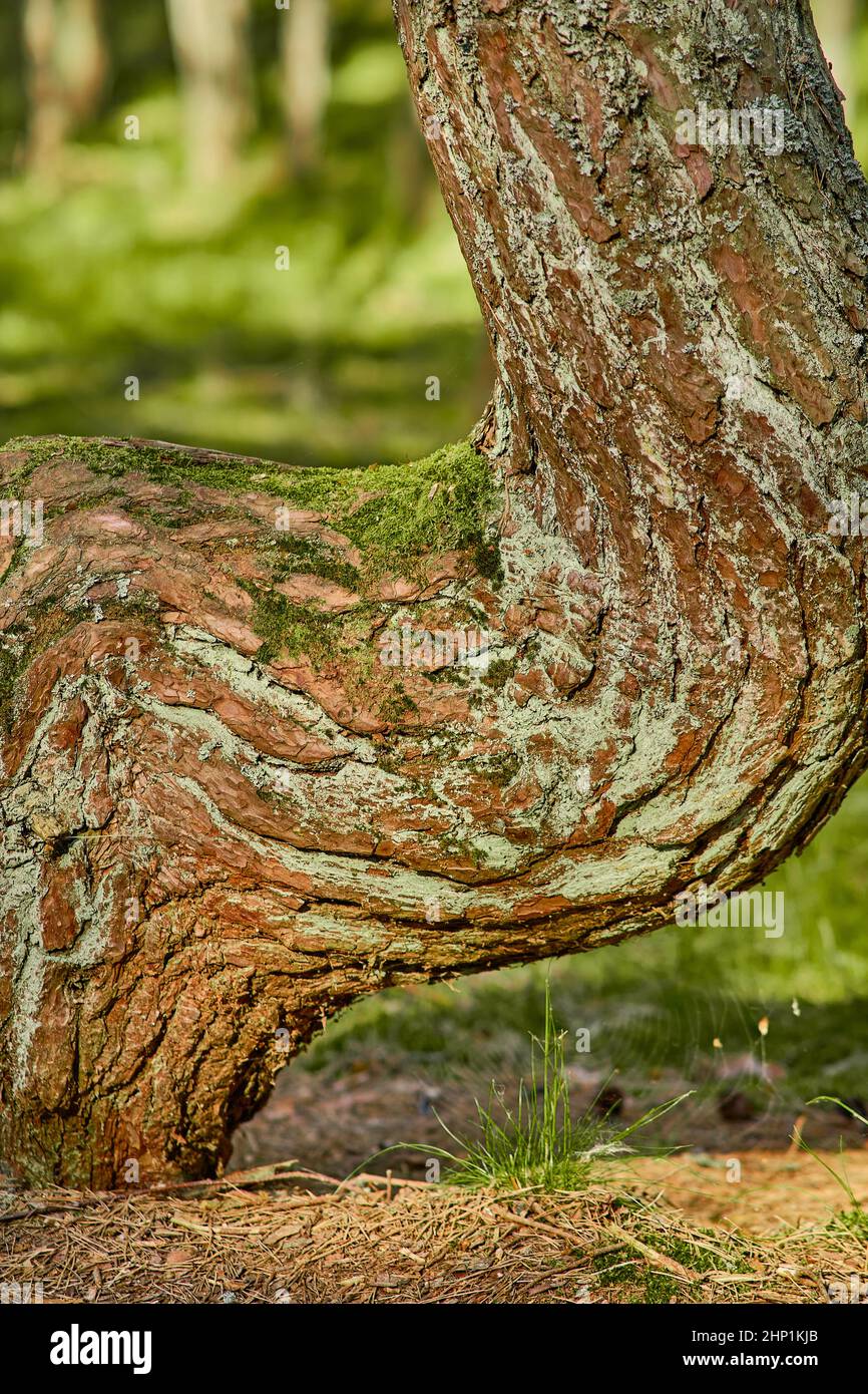 Dancing forest on the Curonian Spit of the Kaliningrad region Stock ...