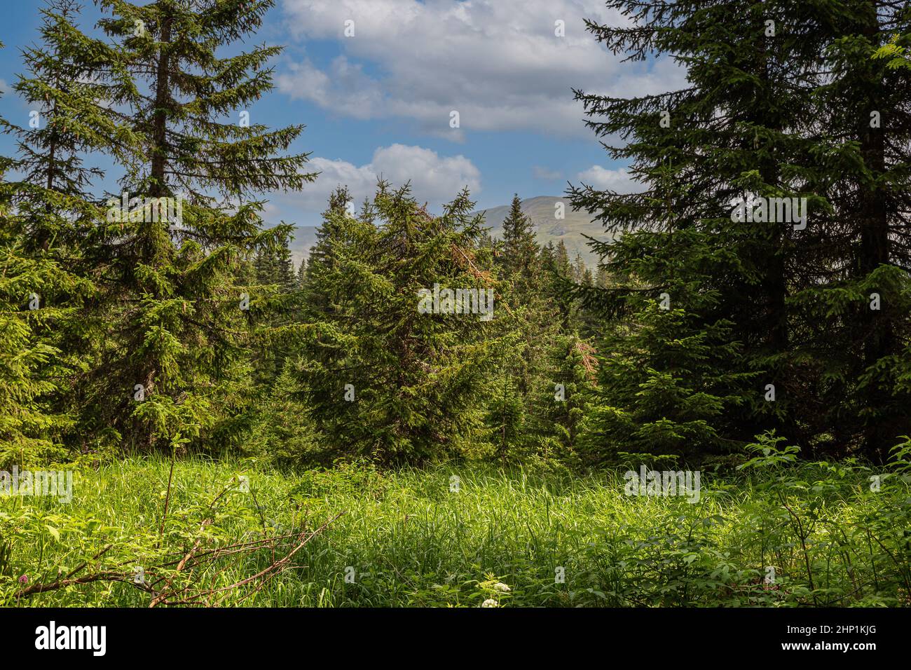photos of the typical alpine woods, with fir and maple trees Stock ...