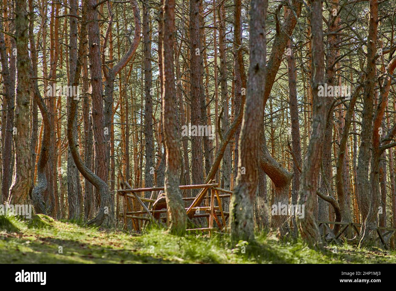 Dancing forest on the Curonian Spit of the Kaliningrad region Stock ...