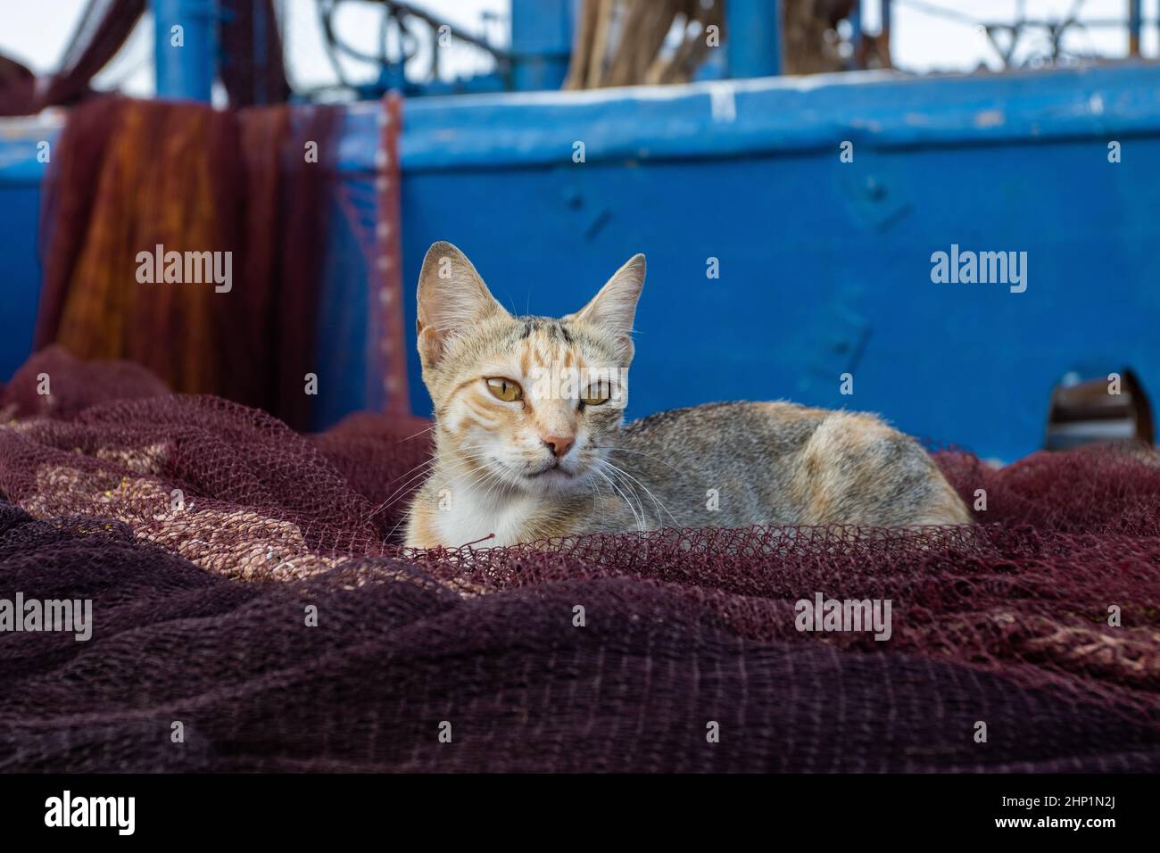 Cat resting on fishing net Stock Photo - Alamy