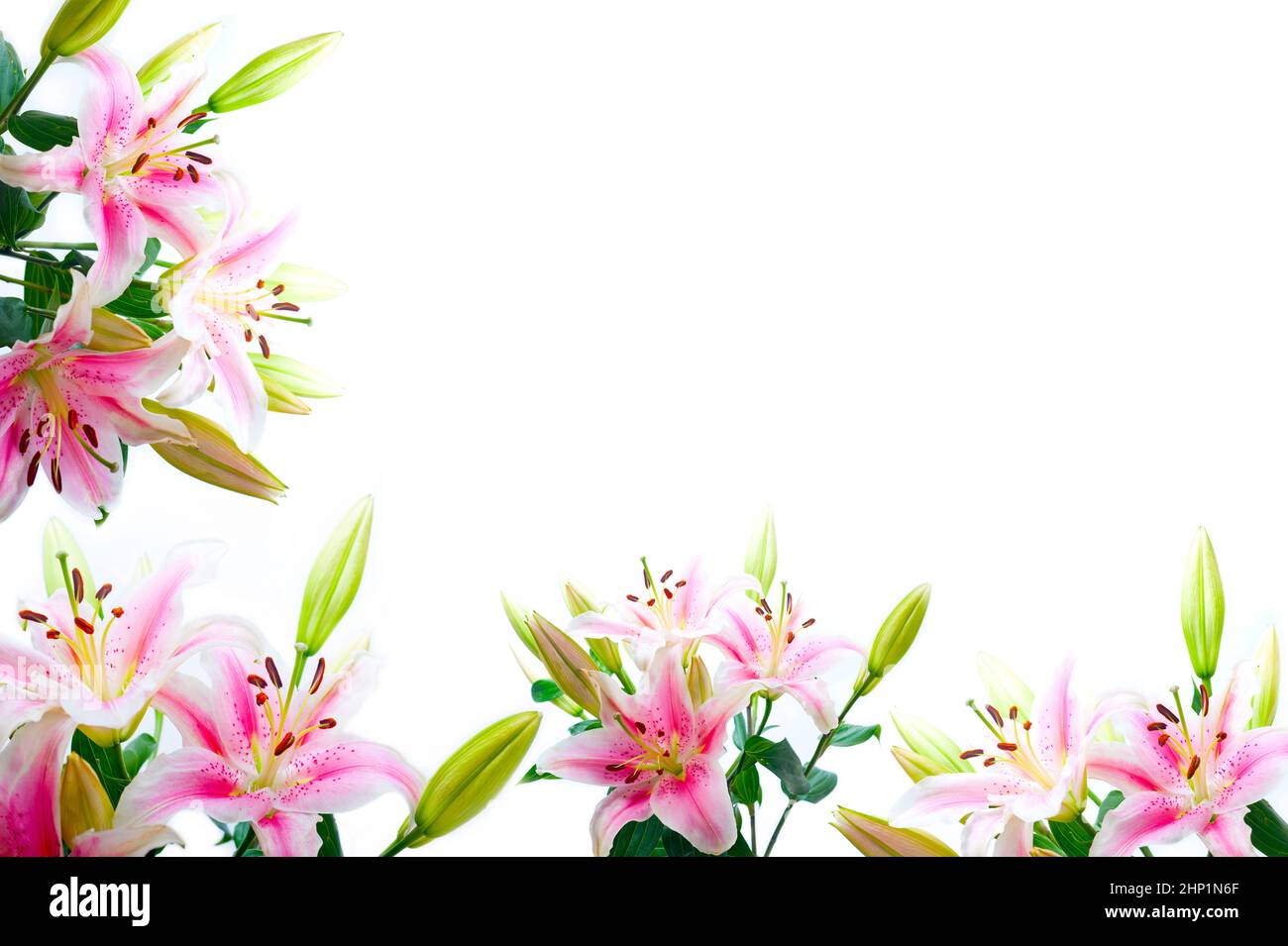 Lily flowers composition frame hi-res stock photography and images - Alamy