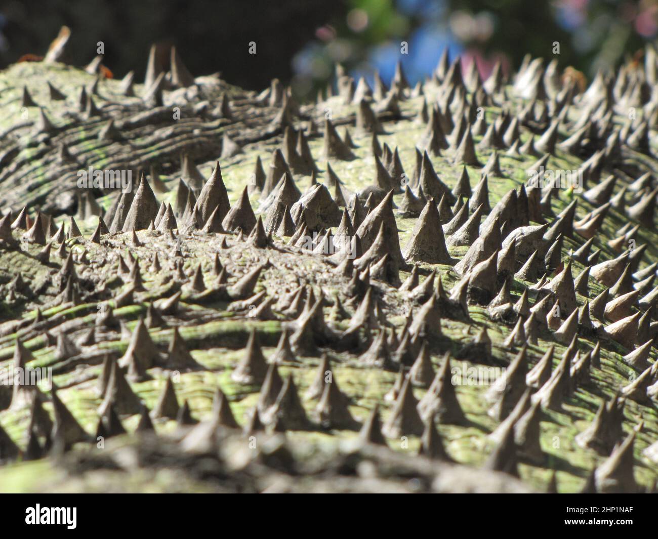 Spiked texture of a tree bark. Vegetable skin surface of a trunk Stock ...
