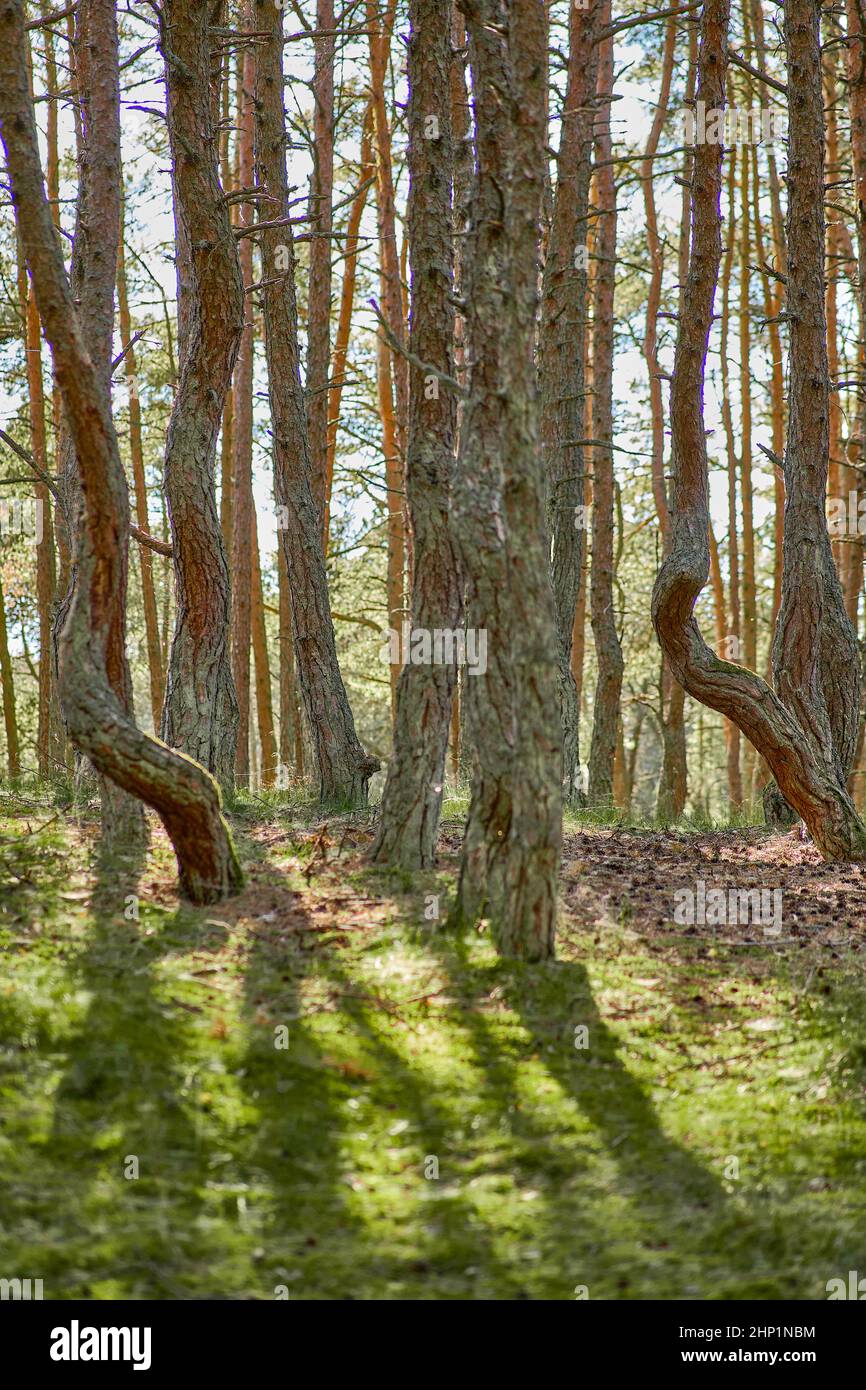 Dancing forest on the Curonian Spit of the Kaliningrad region Stock ...