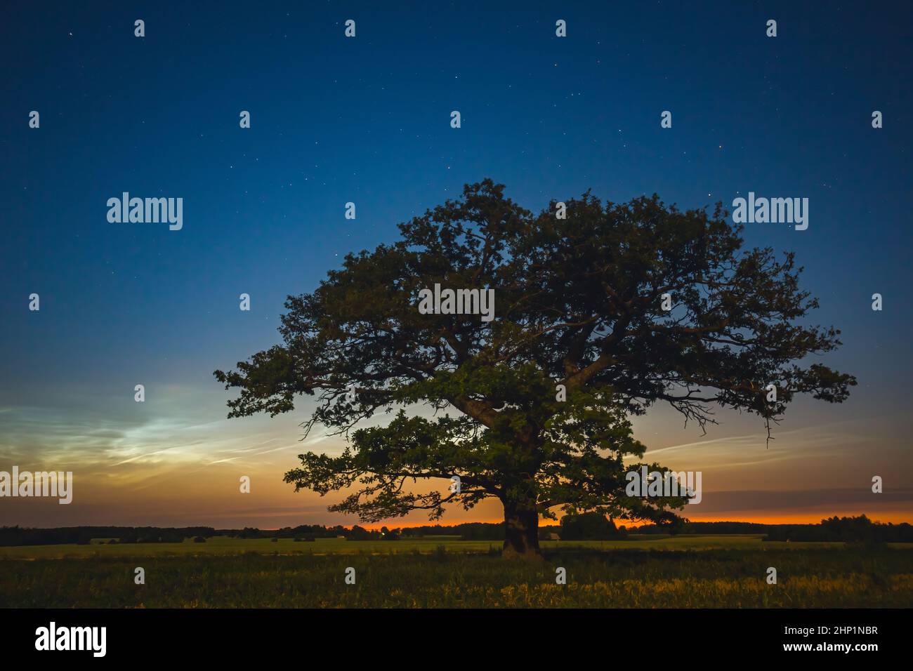 Night sky aesthetics, night sky stars with old oak tree in the ...