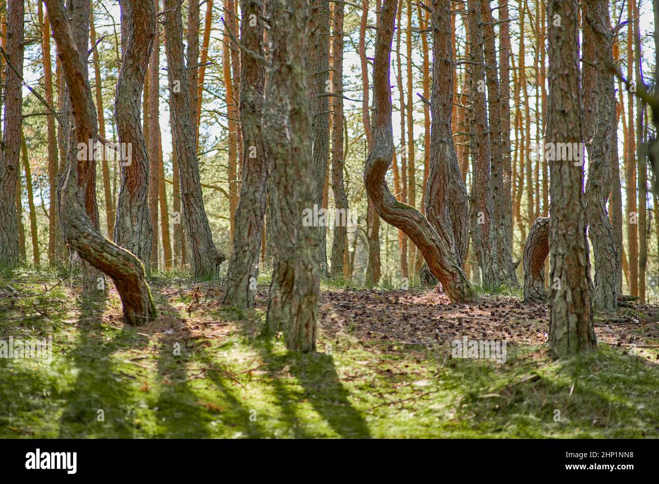 Dancing forest on the Curonian Spit of the Kaliningrad region Stock ...