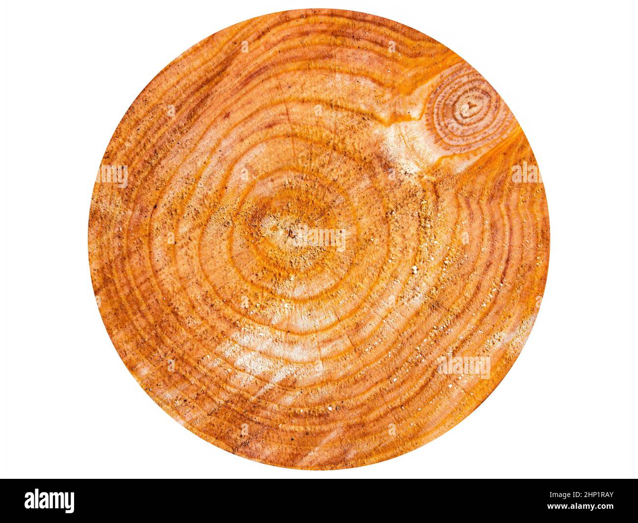 Texture of a cross-section of a pine tree trunk on a white background ...