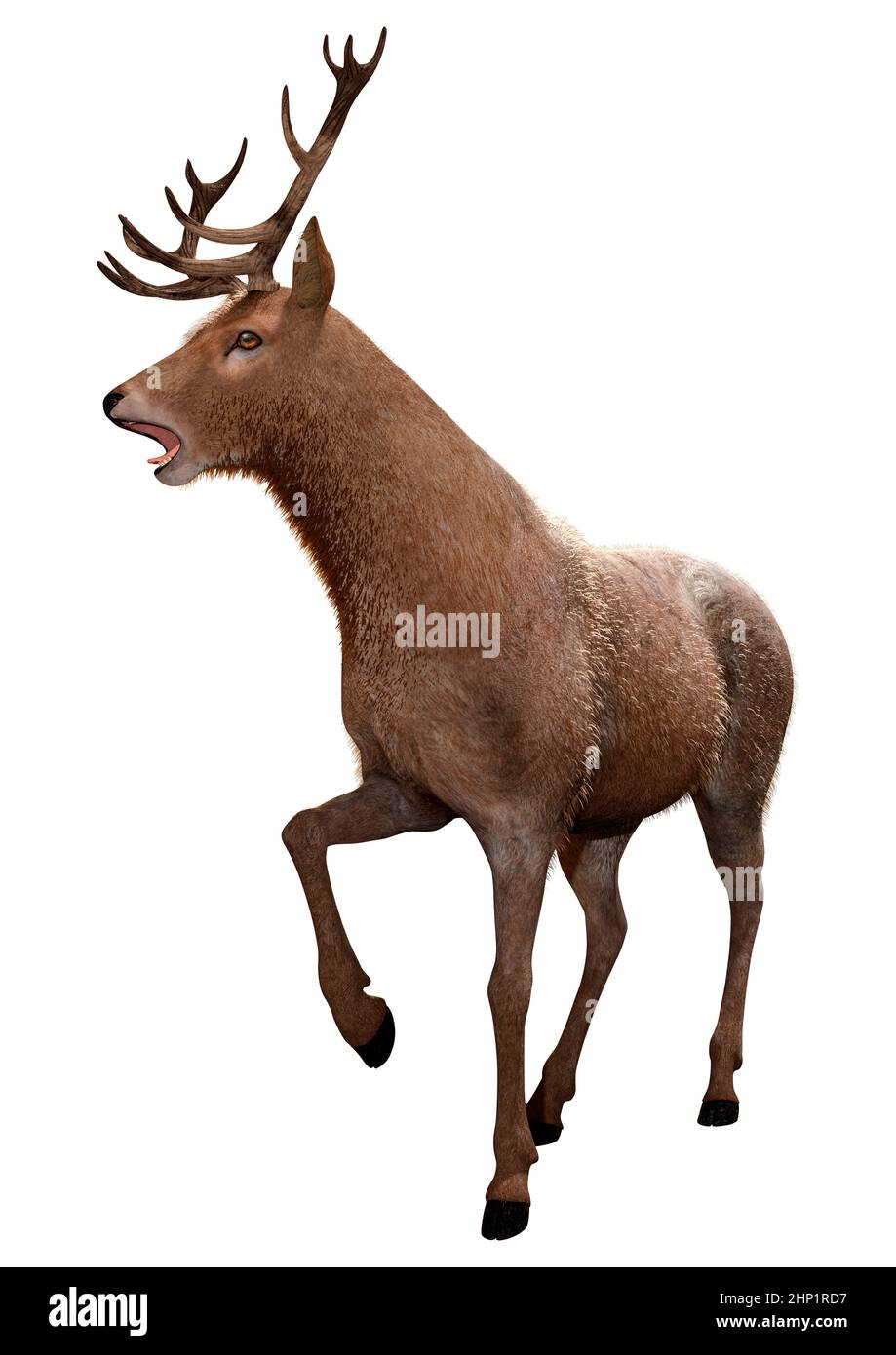 3D rendering of a male deer isolated on white background Stock Photo ...
