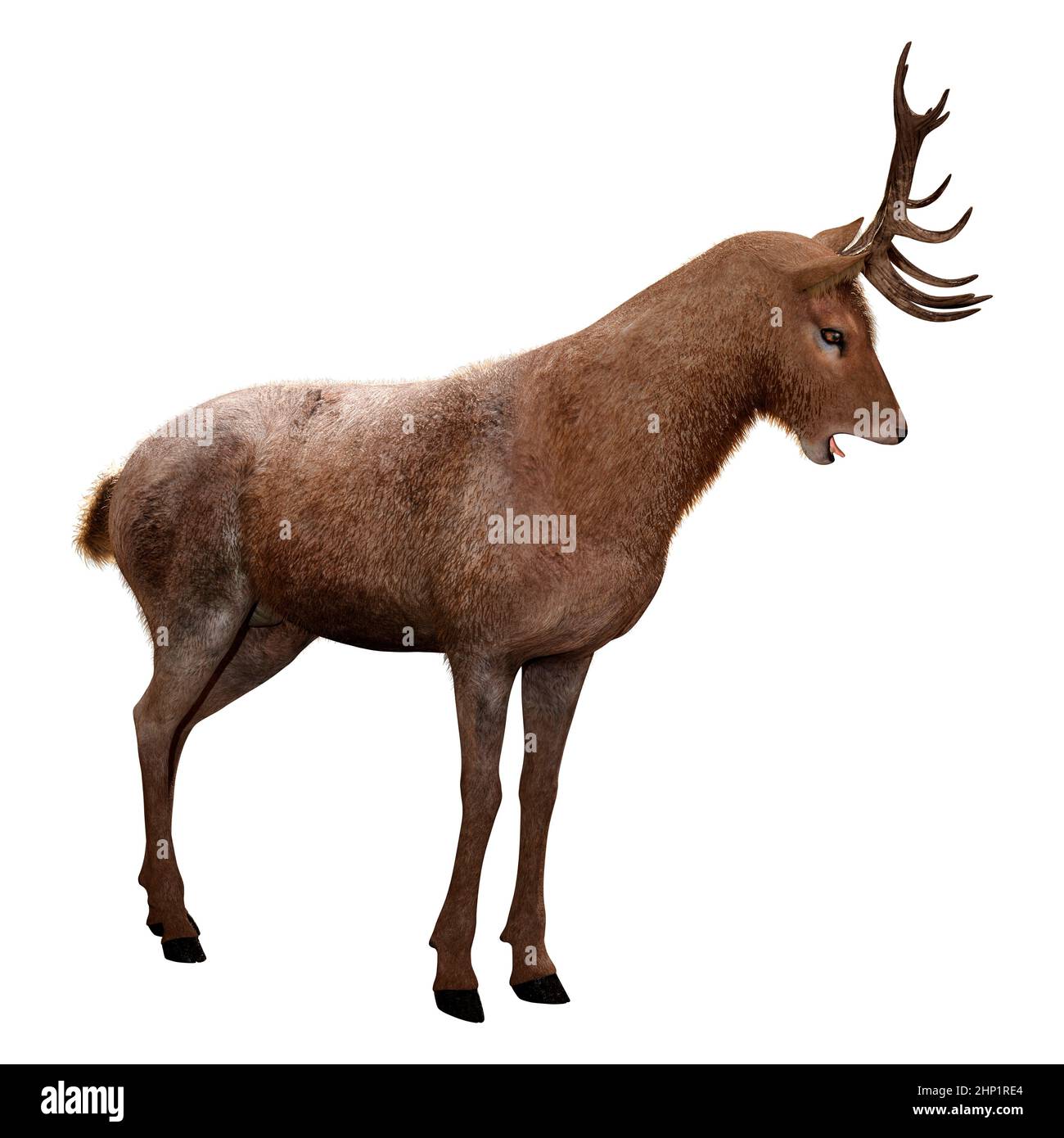3D rendering of a male deer isolated on white background Stock Photo ...