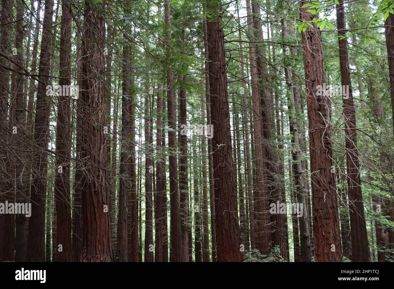beautiful redwood forest giant trees huge fat tall wood Stock Photo - Alamy