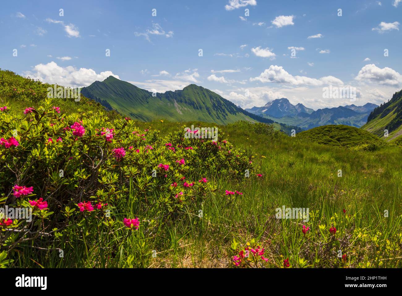 Typical alpine landscape in early summer near Damuls, Vorarlberg ...