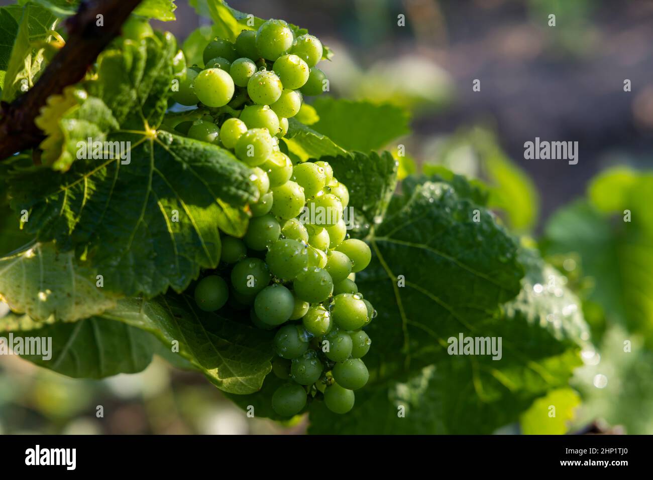 detail Grapes of the vine in the time before locking Stock Photo - Alamy