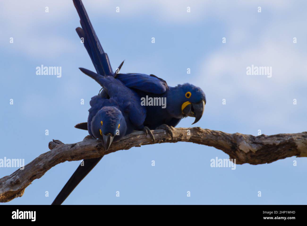 Couple of Hyacinth macaw from Pantanal, Brazil. Brazilian wildlife ...