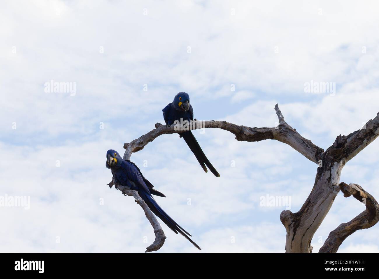 Couple of Hyacinth macaw from Pantanal, Brazil. Brazilian wildlife ...