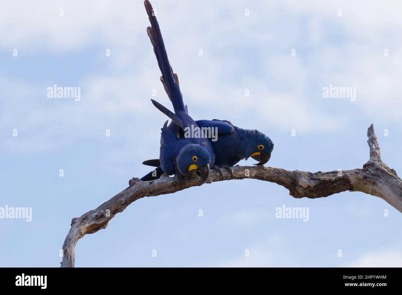 Couple of Hyacinth macaw from Pantanal, Brazil. Brazilian wildlife ...