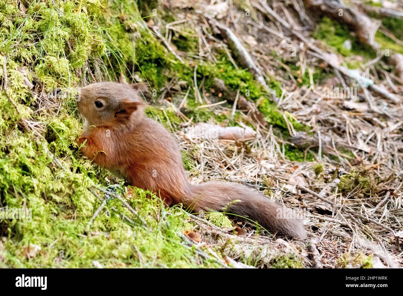 Scottish wild red squirrel hi-res stock photography and images - Alamy