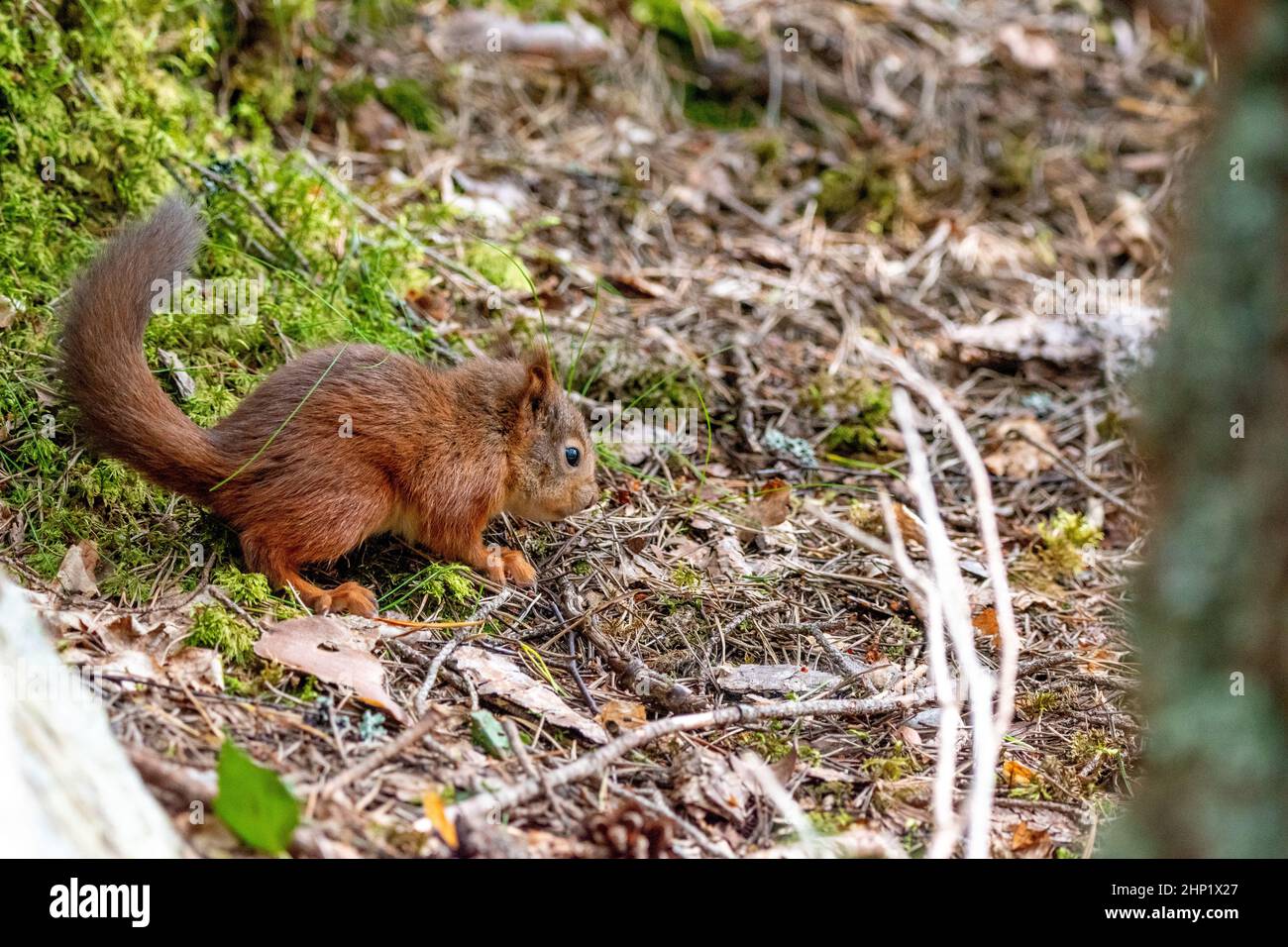 Young Red Squirrel Stock Photo - Alamy