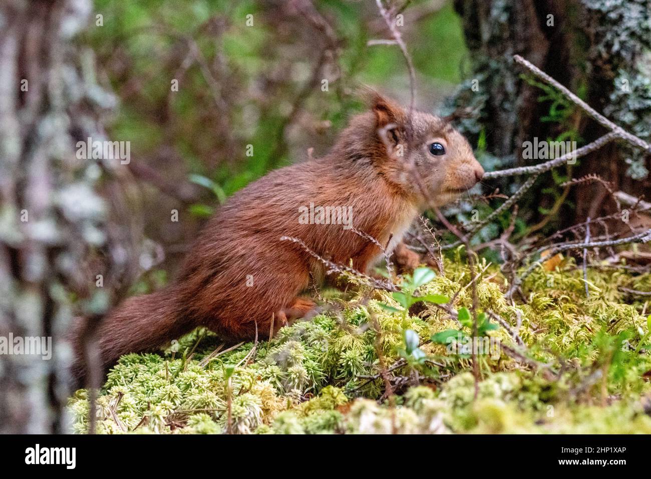 Scottish wild red squirrel hi-res stock photography and images - Alamy