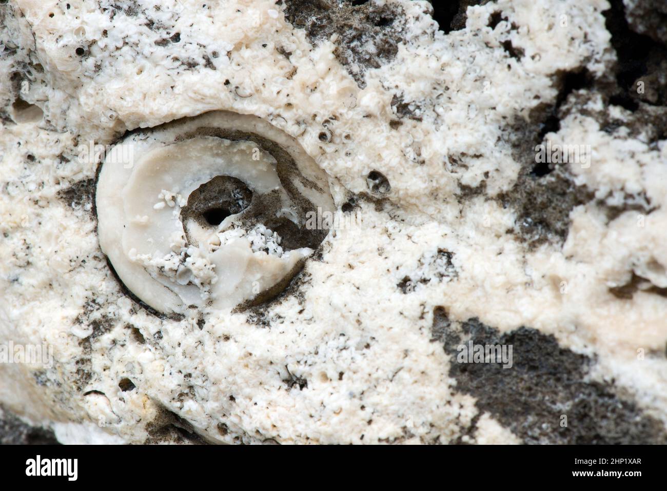Fossil ammonites and shells in a natural limestone slab - selective ...
