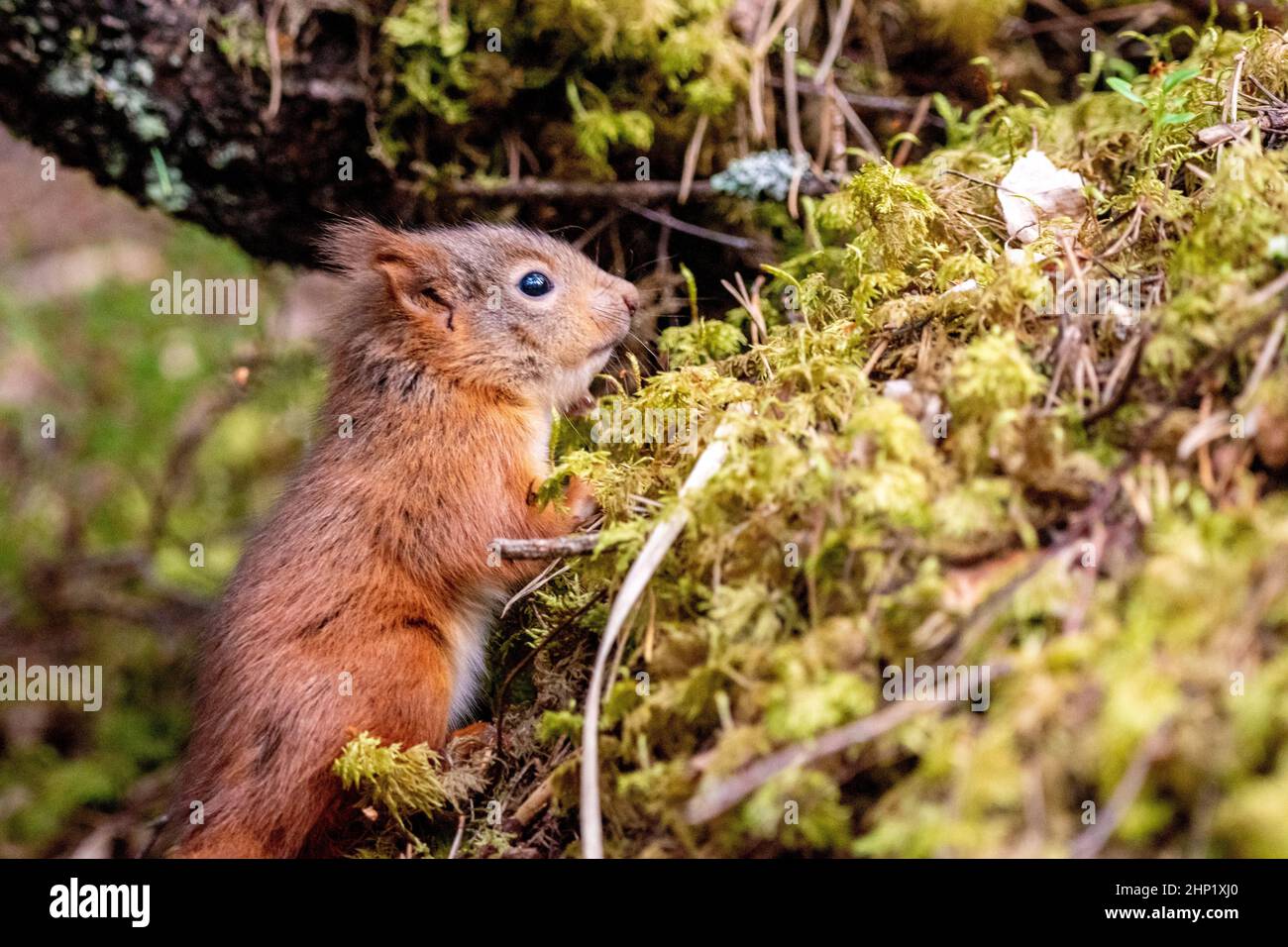 Baby squirrel wildlife background hi-res stock photography and images ...