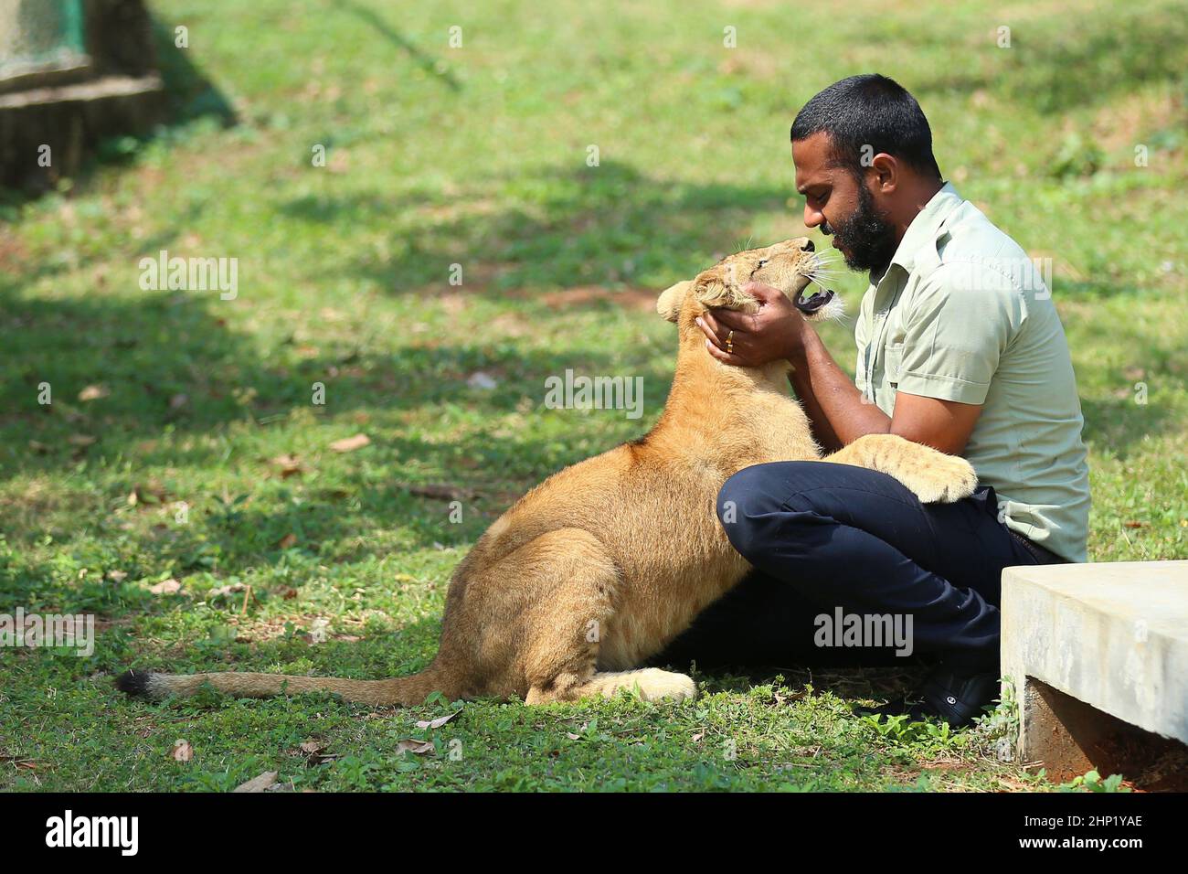 Colombo, Hambantota. 17th Feb, 2022. A zoo doctor interacts with a lion ...