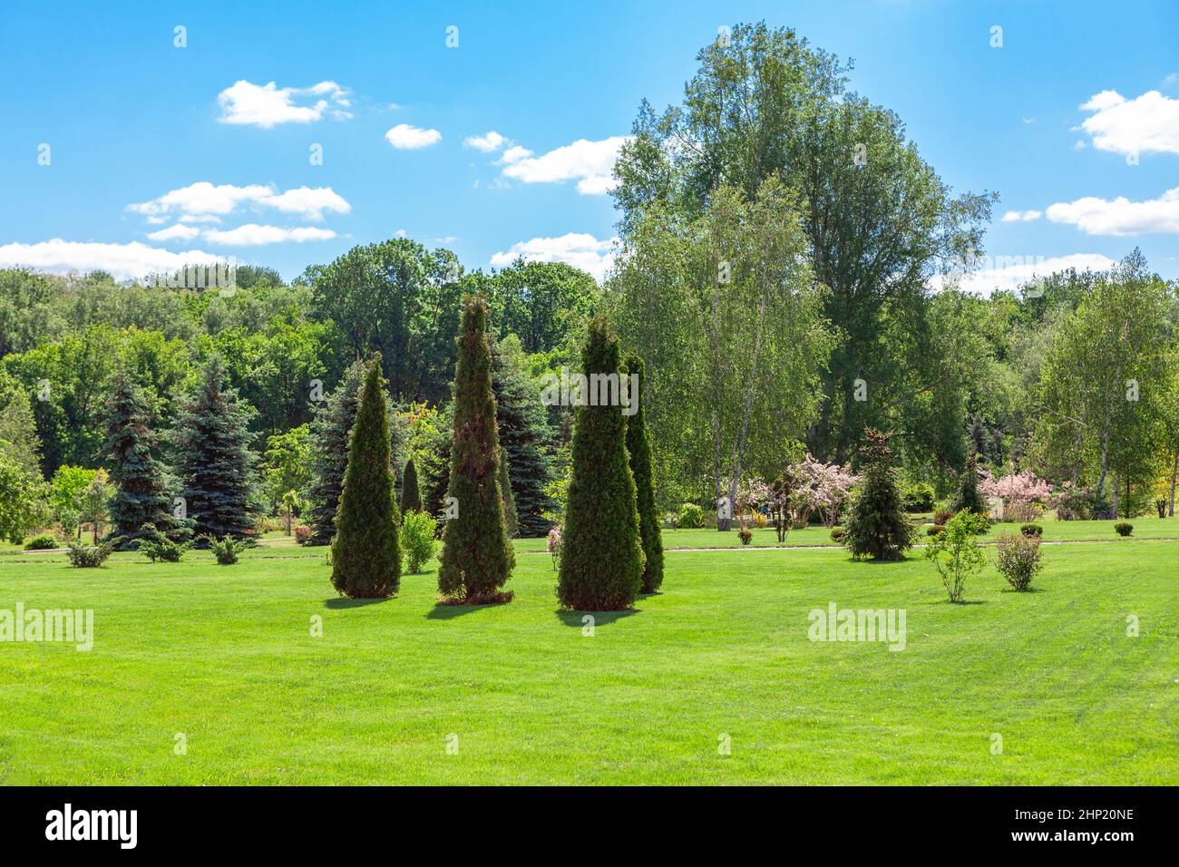 Growing Shrubs and Bushes . Green lawn in the spring park Stock Photo ...