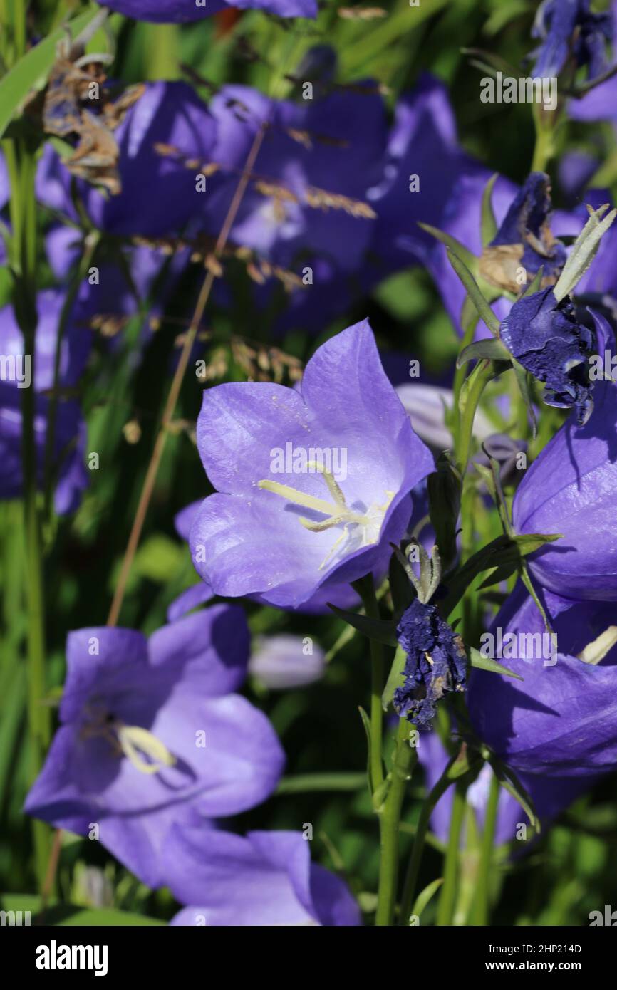 Blue canterbury bell, Campanula medium of unknown variety, flowers in ...