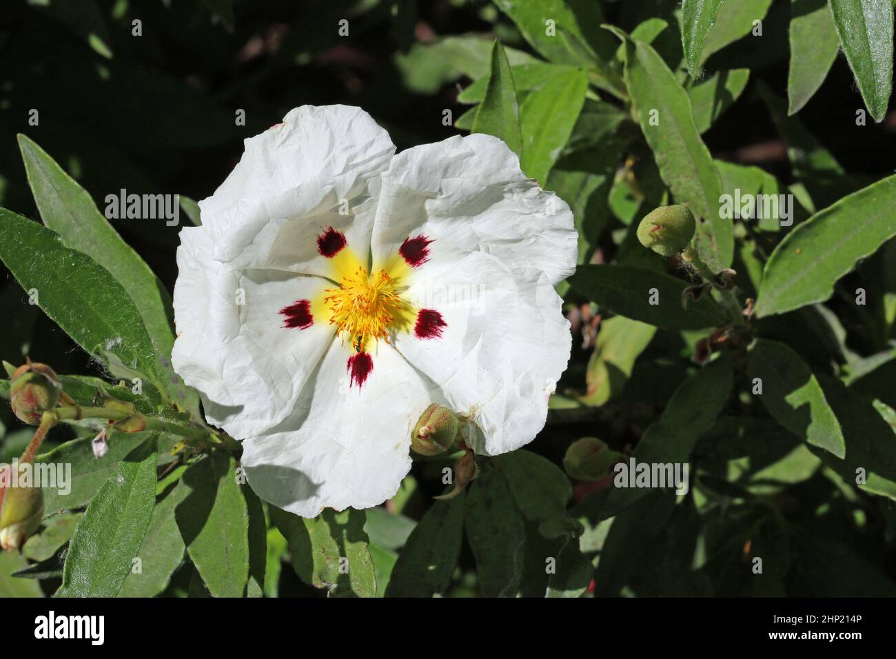 Common gum cistus, Cistus ladanifer, white flower in close up with a ...