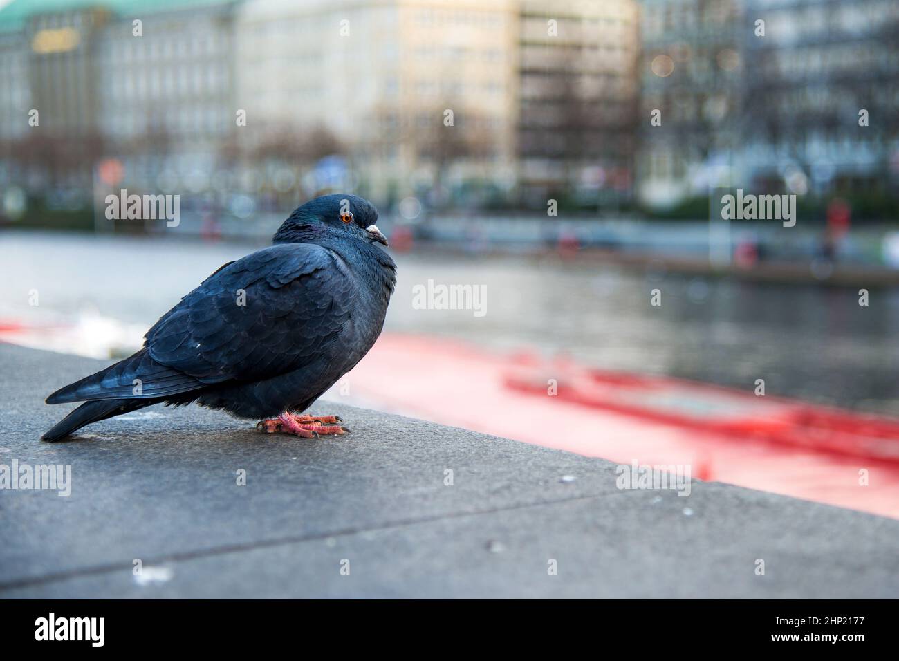 Black dove hi-res stock photography and images - Alamy